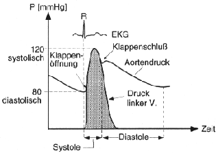 Blutdruck und -fluss