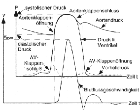 Blutdruck und -fluss