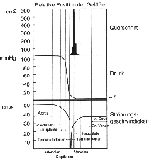 Blutdruck und -fluss
